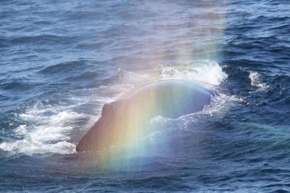 Pourquoi la stagnance vous baisse en fréquence? - Message des baleines #007